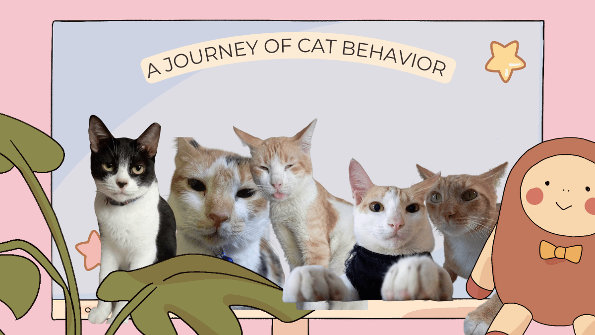 World of Feline: A Journey into the Science of Cat's Behavior